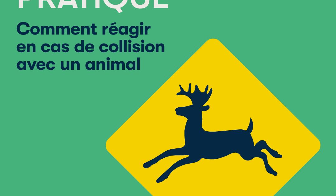 Que faire après une collision avec un animal